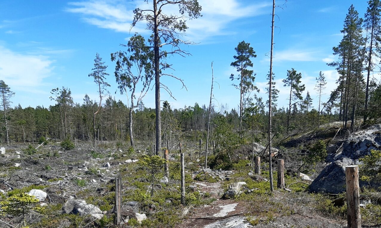 Viktigt att Sverige driver på för en ambitiös naturpolitik | Miljöpartiet